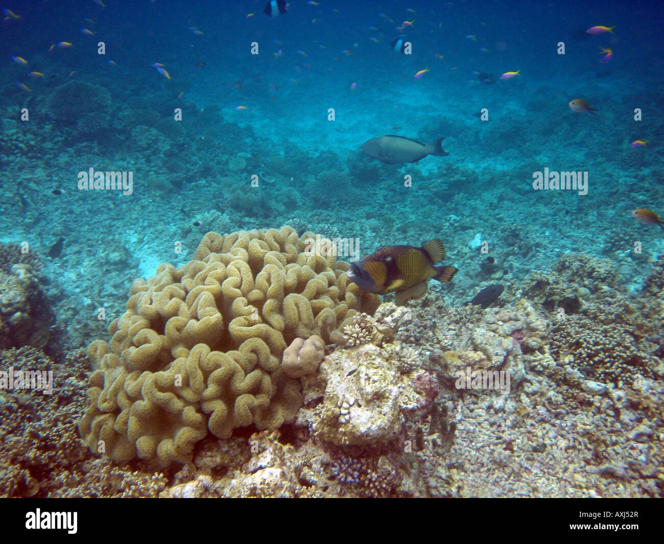 Titan Triggerfish [Bandos Island Reef, Kaafu Atoll, Maldives, Asia ...