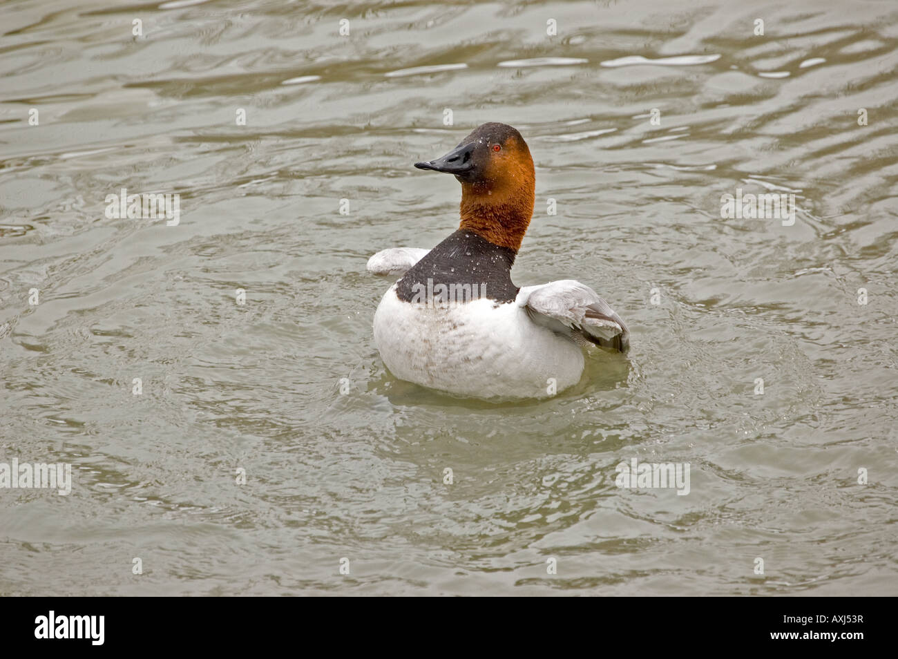 Duck flap hi-res stock photography and images - Alamy