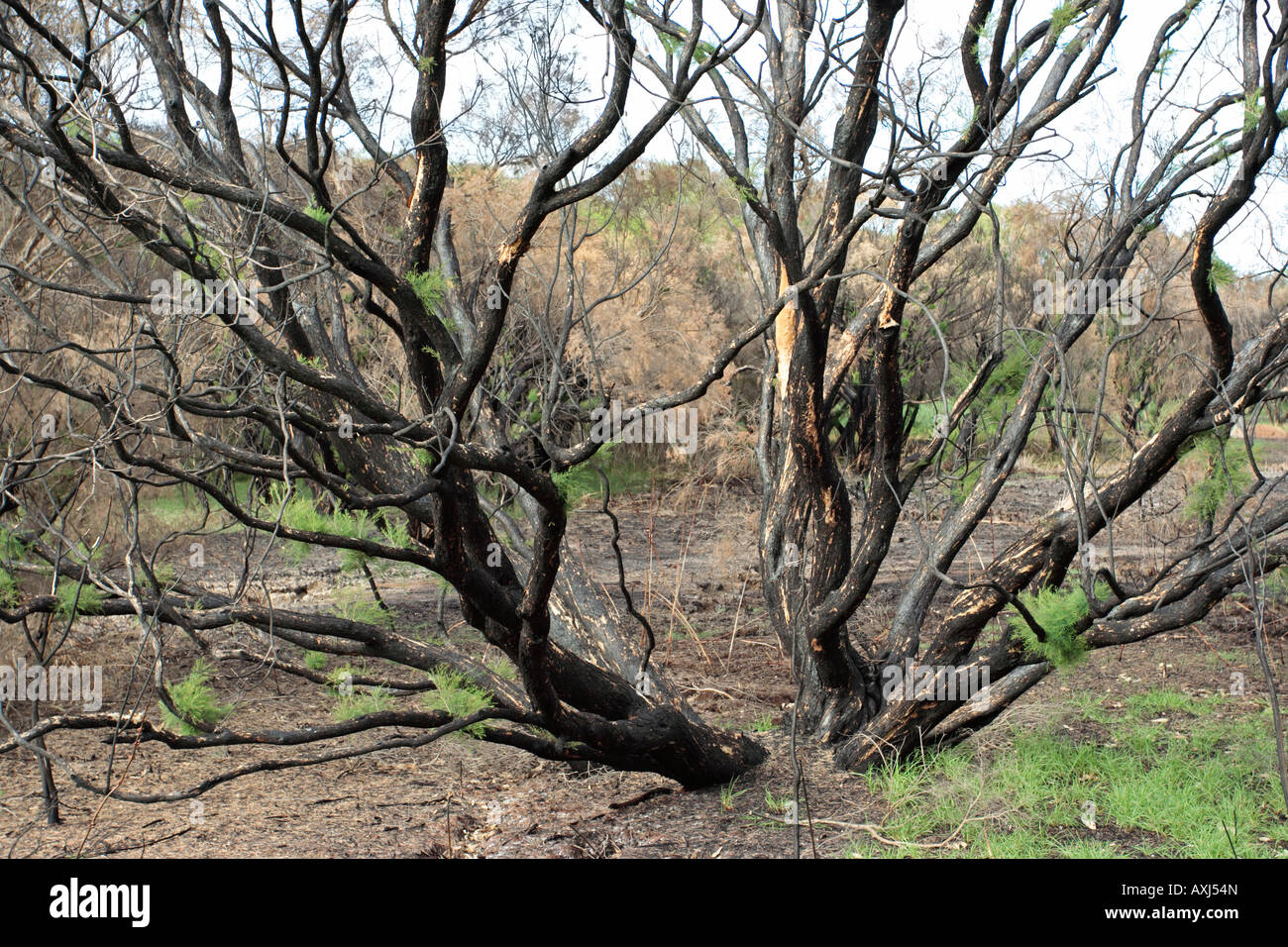 New shoots growing from a burnt out tree at Canning River Regional Park ...