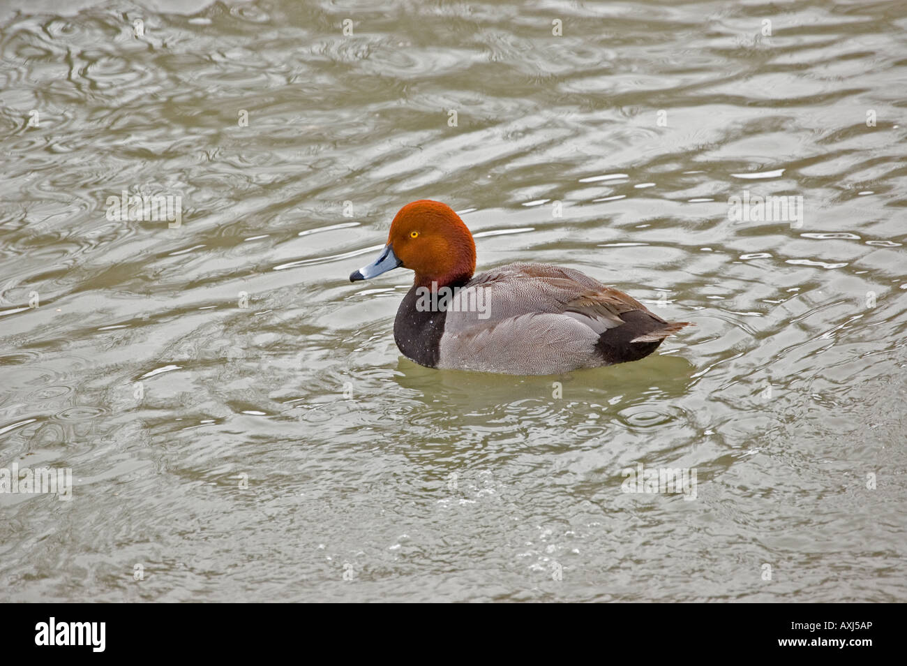 A Redhead Duck on a Winter Pond Stock Photo - Alamy