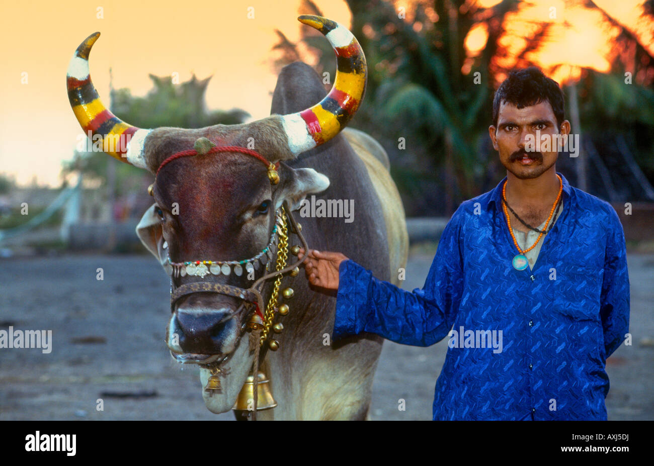 Hindu man with painted and decorated sacred cow India Stock Photo - Alamy