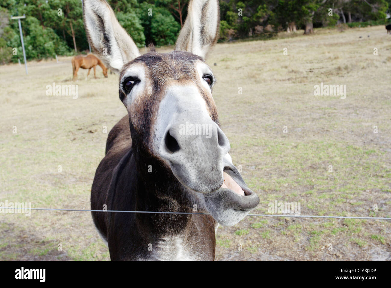 Donkey hi-res stock photography and images - Alamy