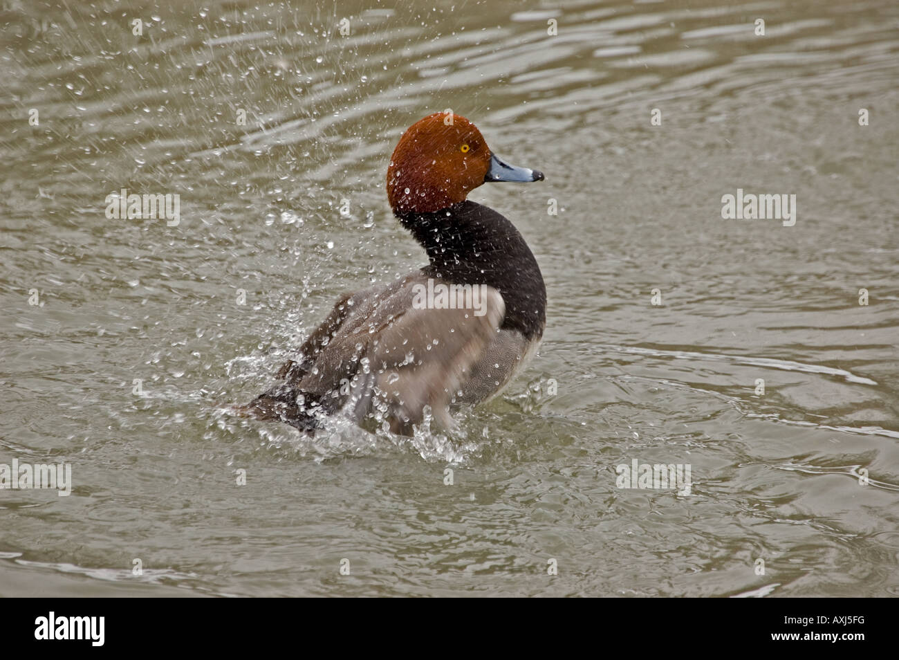 A Redhead Duck taking off Stock Photo - Alamy