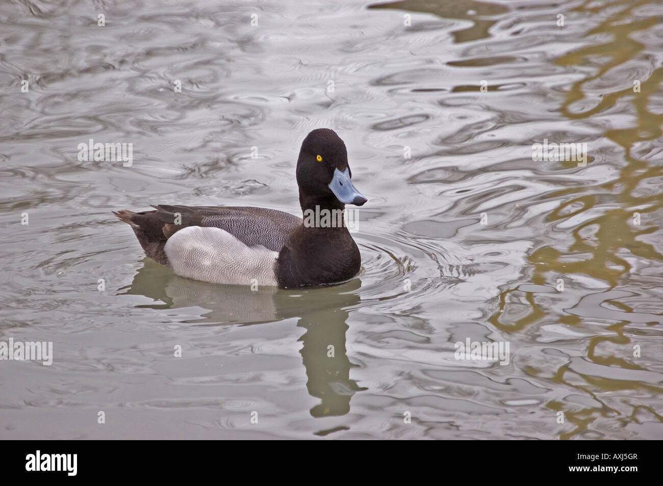 A Lesser Scaup on a winter pond Stock Photo - Alamy