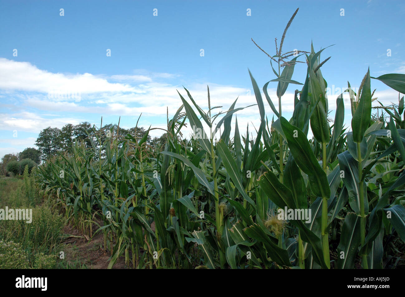 Corn field on polish countryside Stock Photo - Alamy
