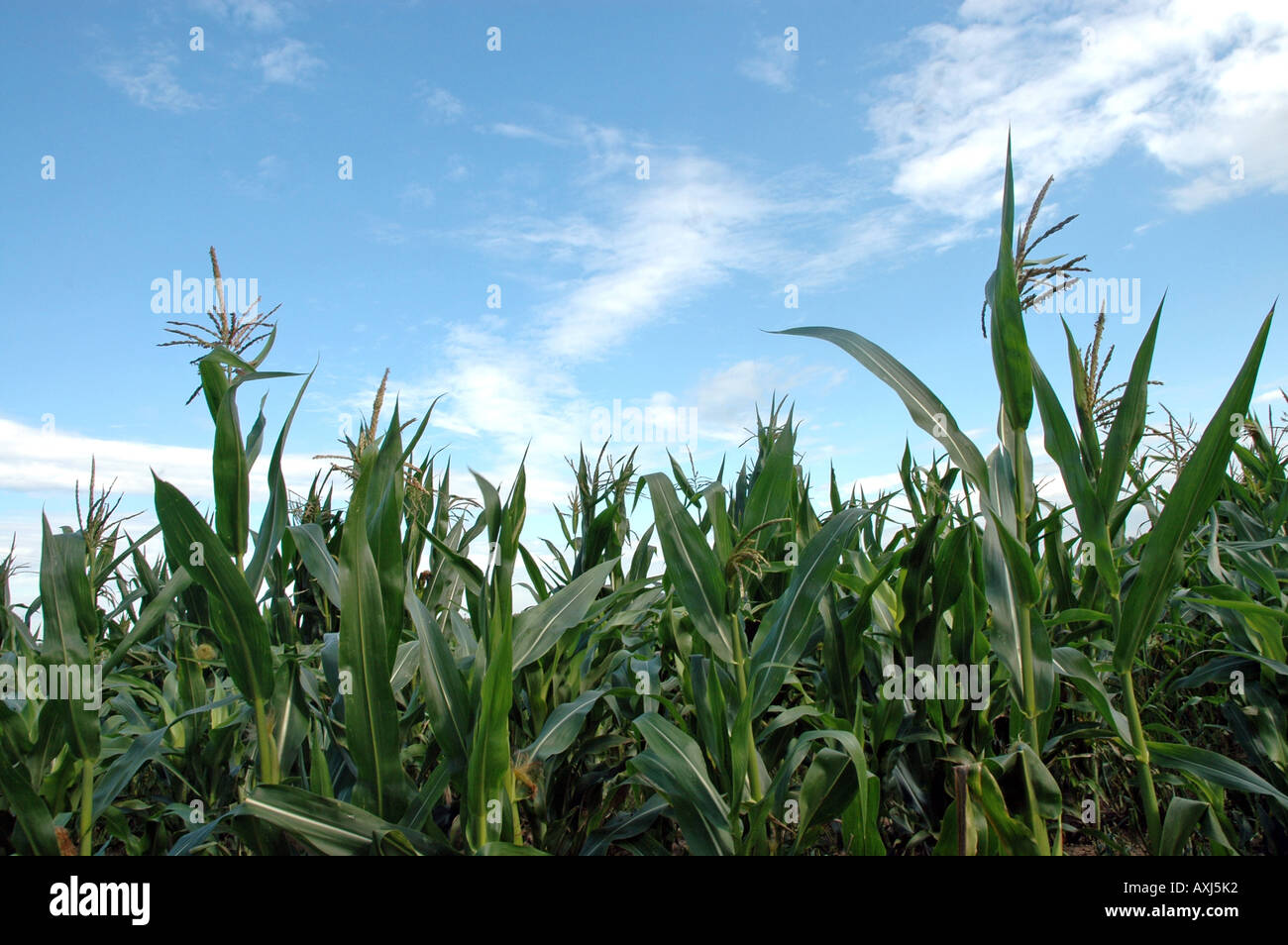 Corn field on polish countryside Stock Photo - Alamy