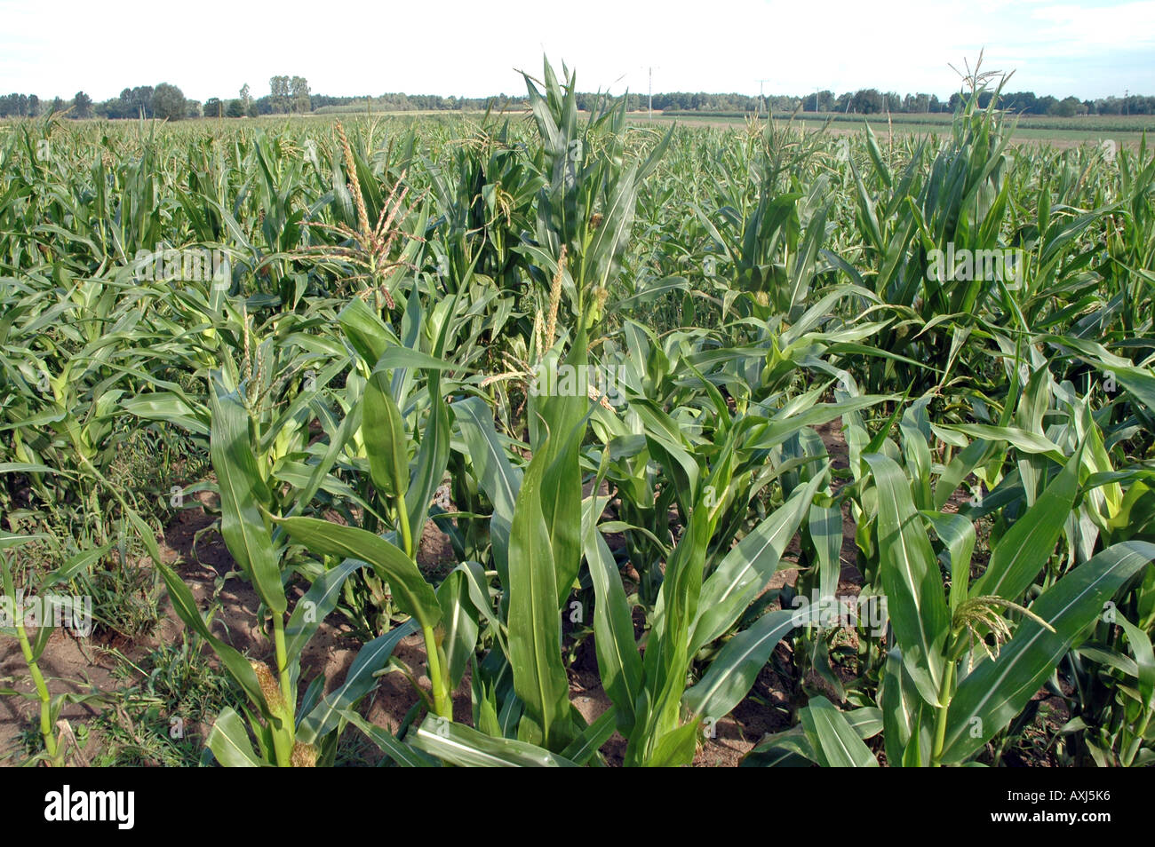 Corn field on polish countryside Stock Photo - Alamy