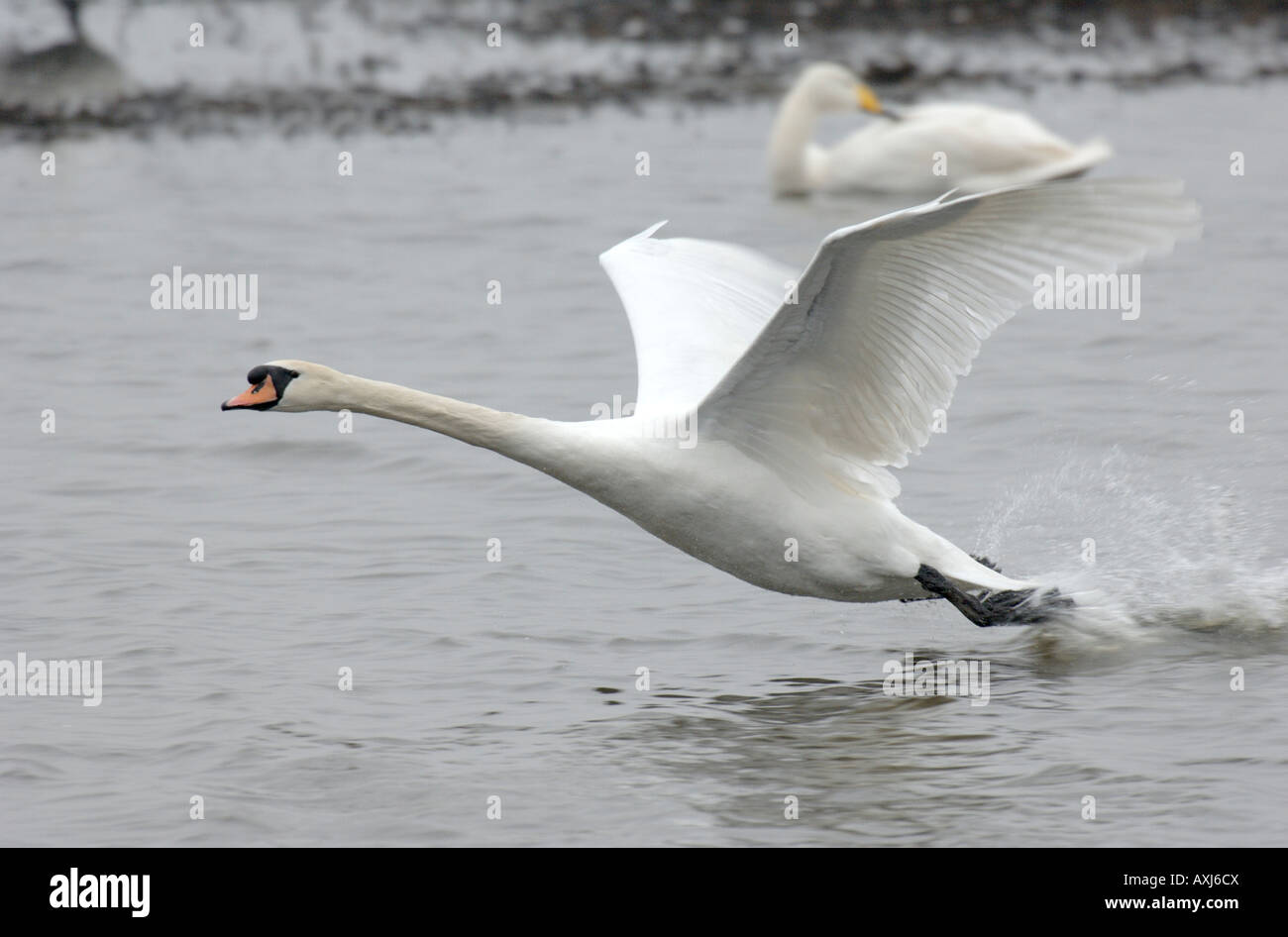 Swan taking off from water hi-res stock photography and images - Alamy