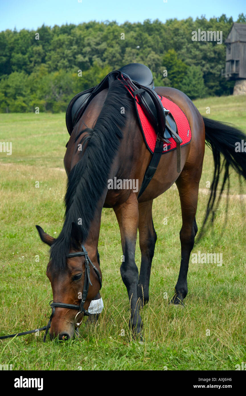 Brown color horse hi-res stock photography and images - Alamy