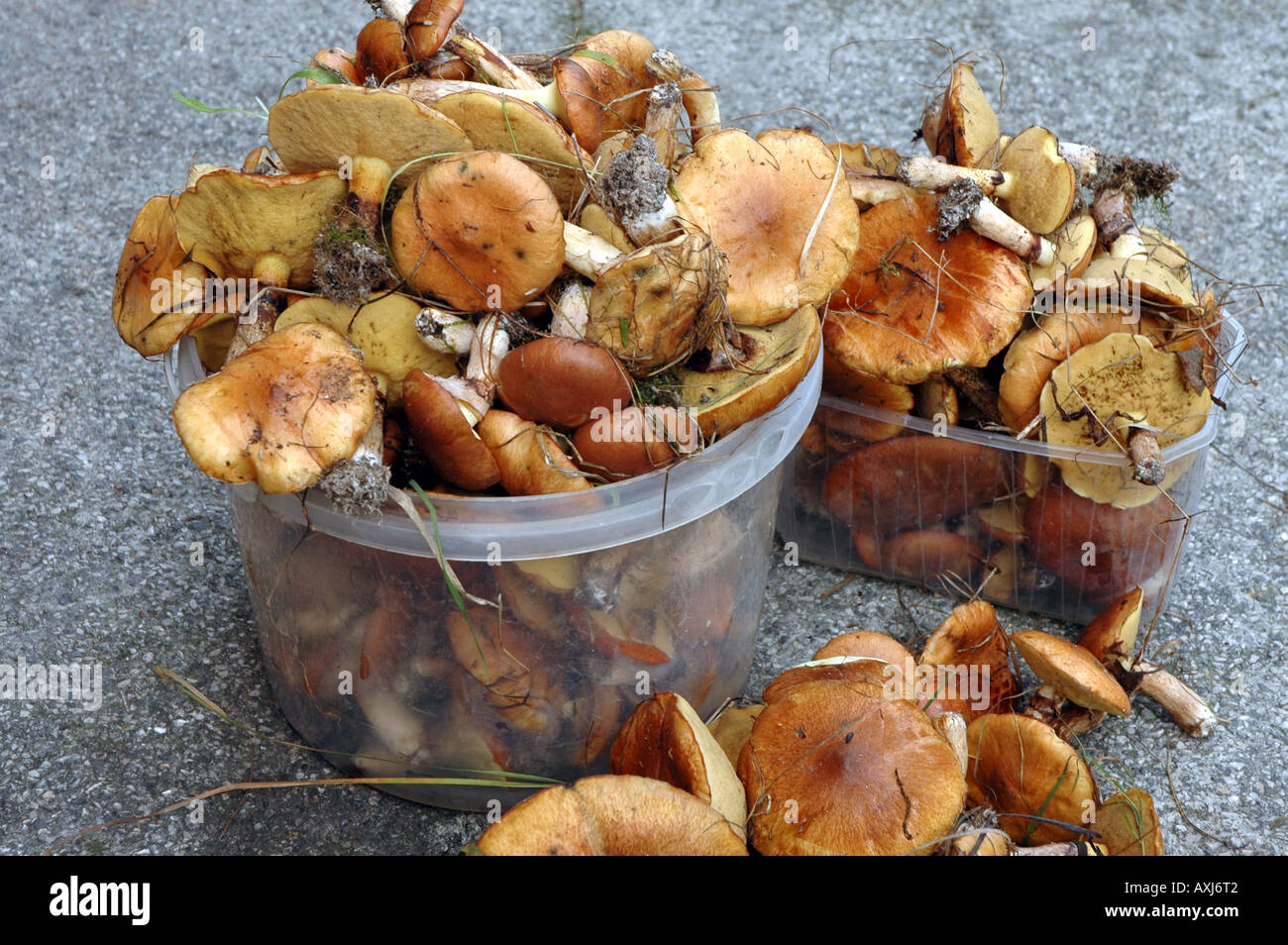 result of mushroom picking Stock Photo - Alamy