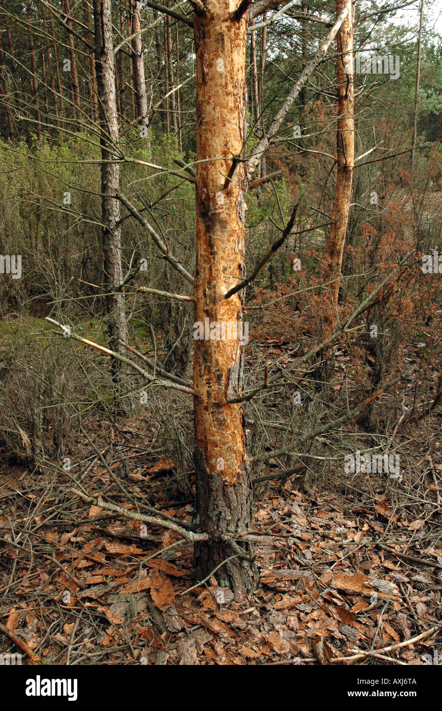 Tree without bark Stock Photo - Alamy