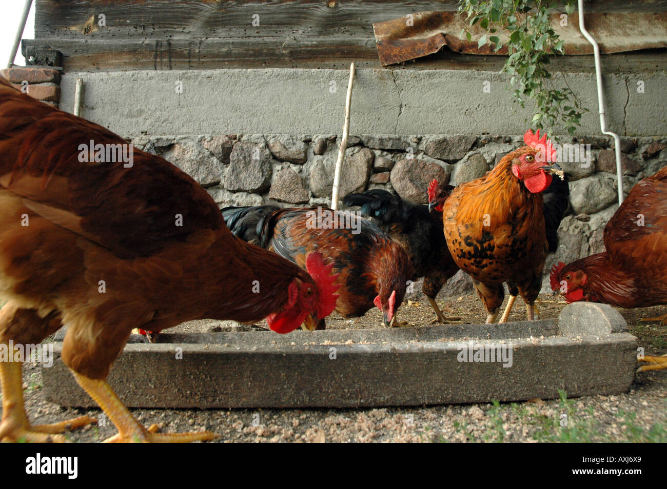 chicken eating seeds Stock Photo - Alamy
