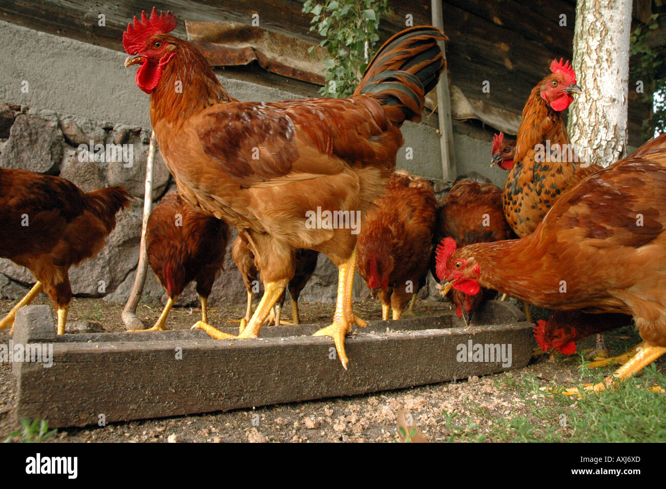 chicken eating seeds Stock Photo - Alamy