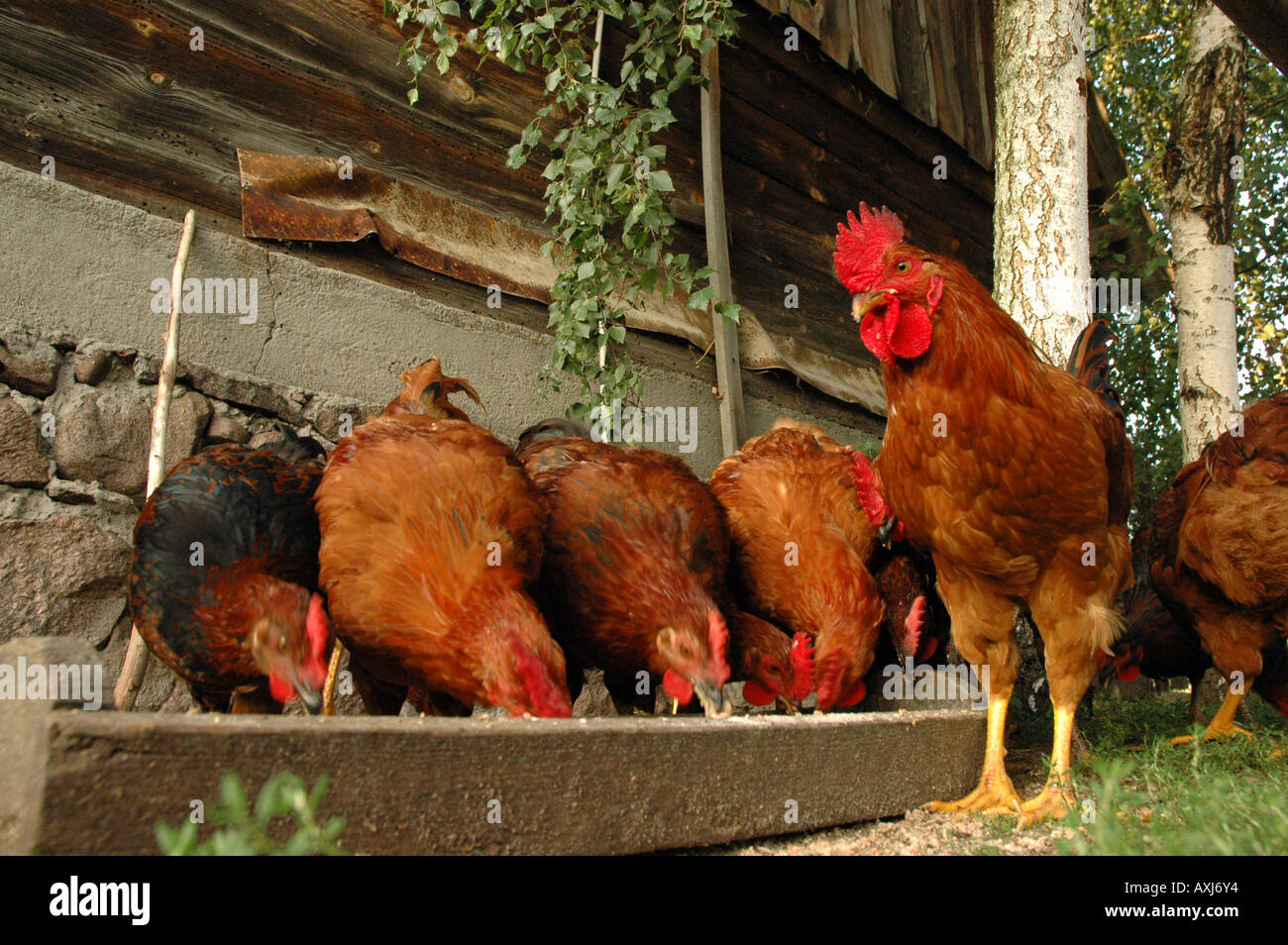 chicken eating seeds Stock Photo - Alamy