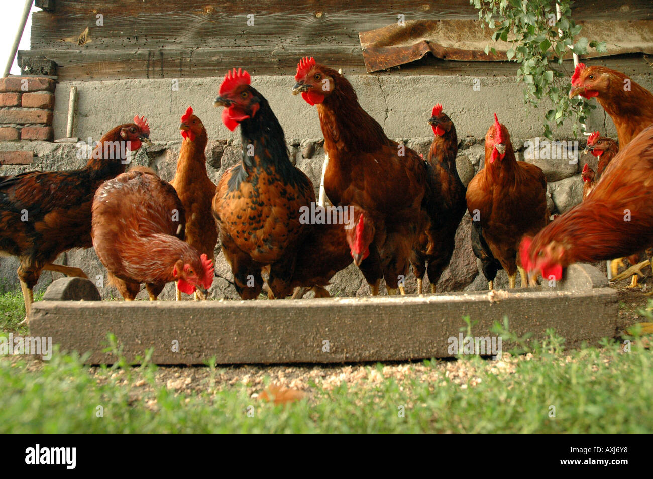 chicken eating seeds Stock Photo - Alamy
