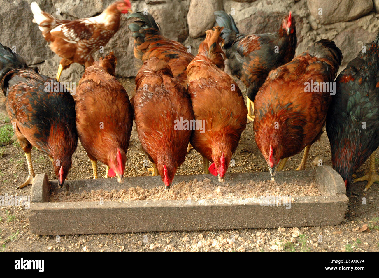 chicken eating seeds Stock Photo - Alamy