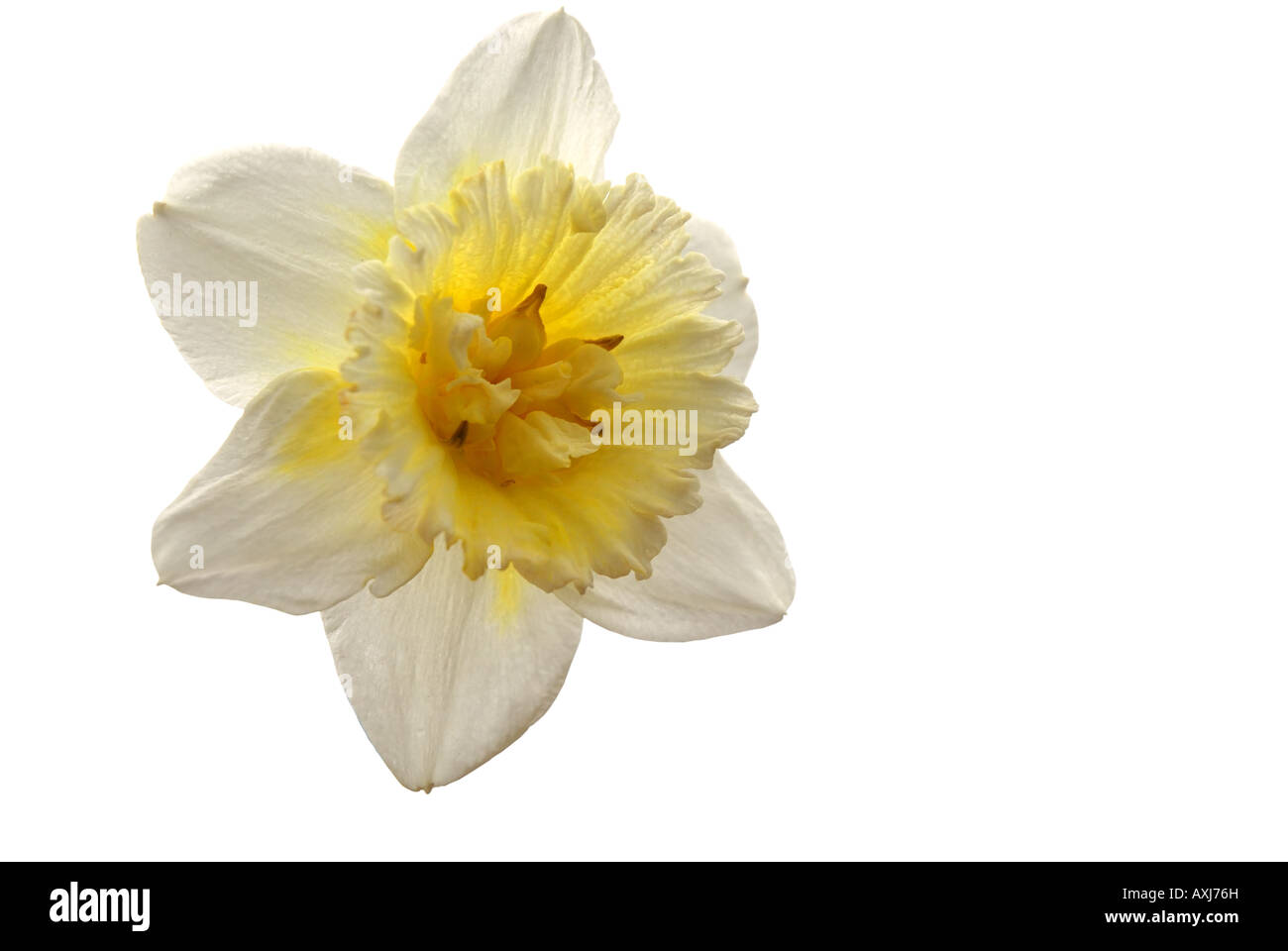 One daffodil hi-res stock photography and images - Alamy