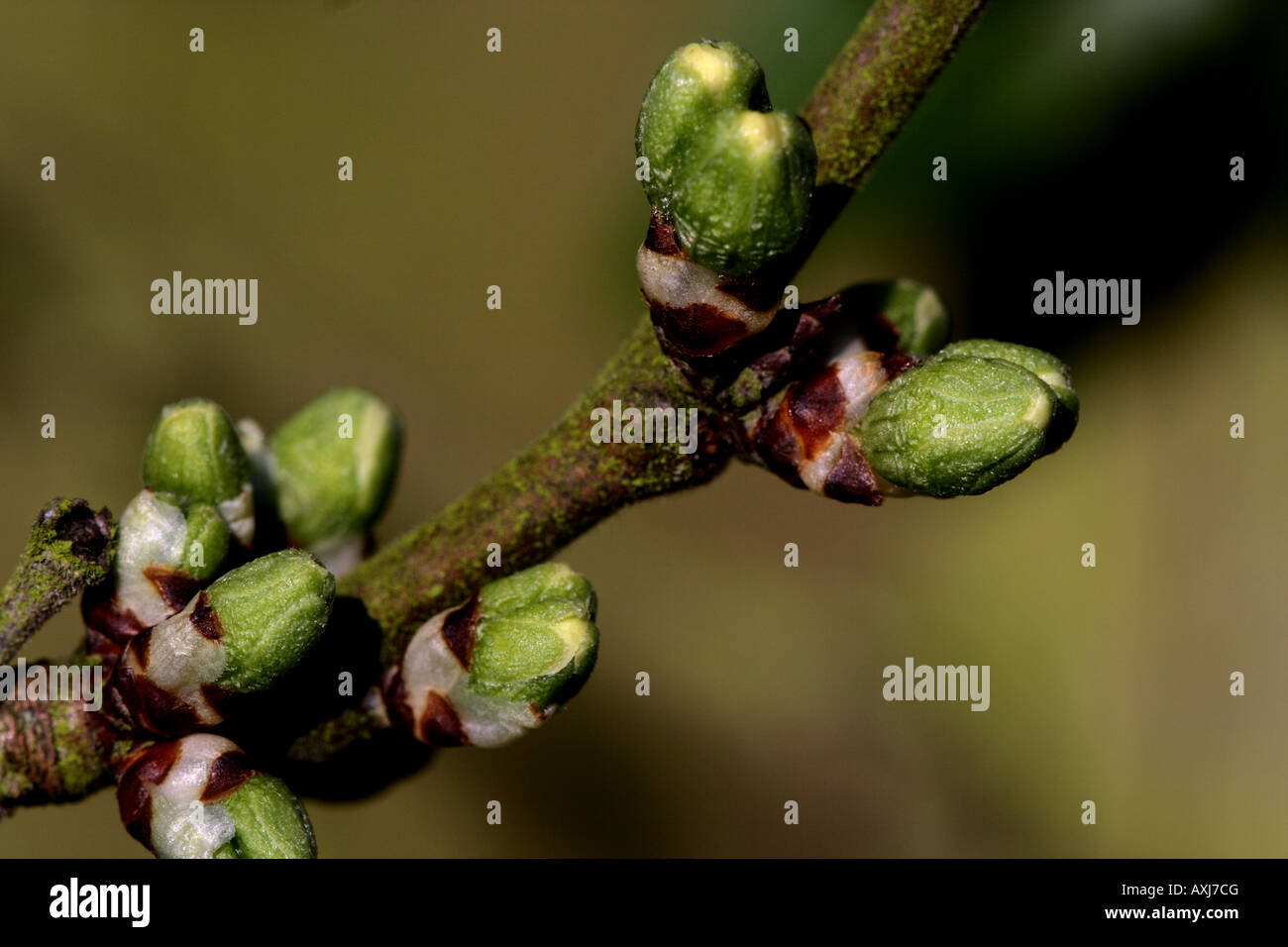 Wildflowers uk spring insects hi-res stock photography and images - Alamy