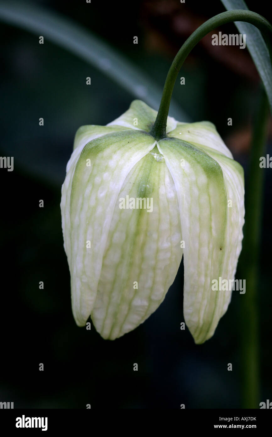 New world snakes hi-res stock photography and images - Alamy