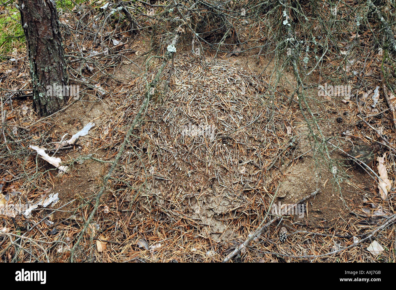 Anthill ants burrow hi-res stock photography and images - Alamy