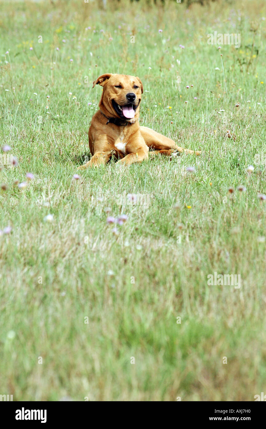 Lie half breed dog hi-res stock photography and images - Alamy