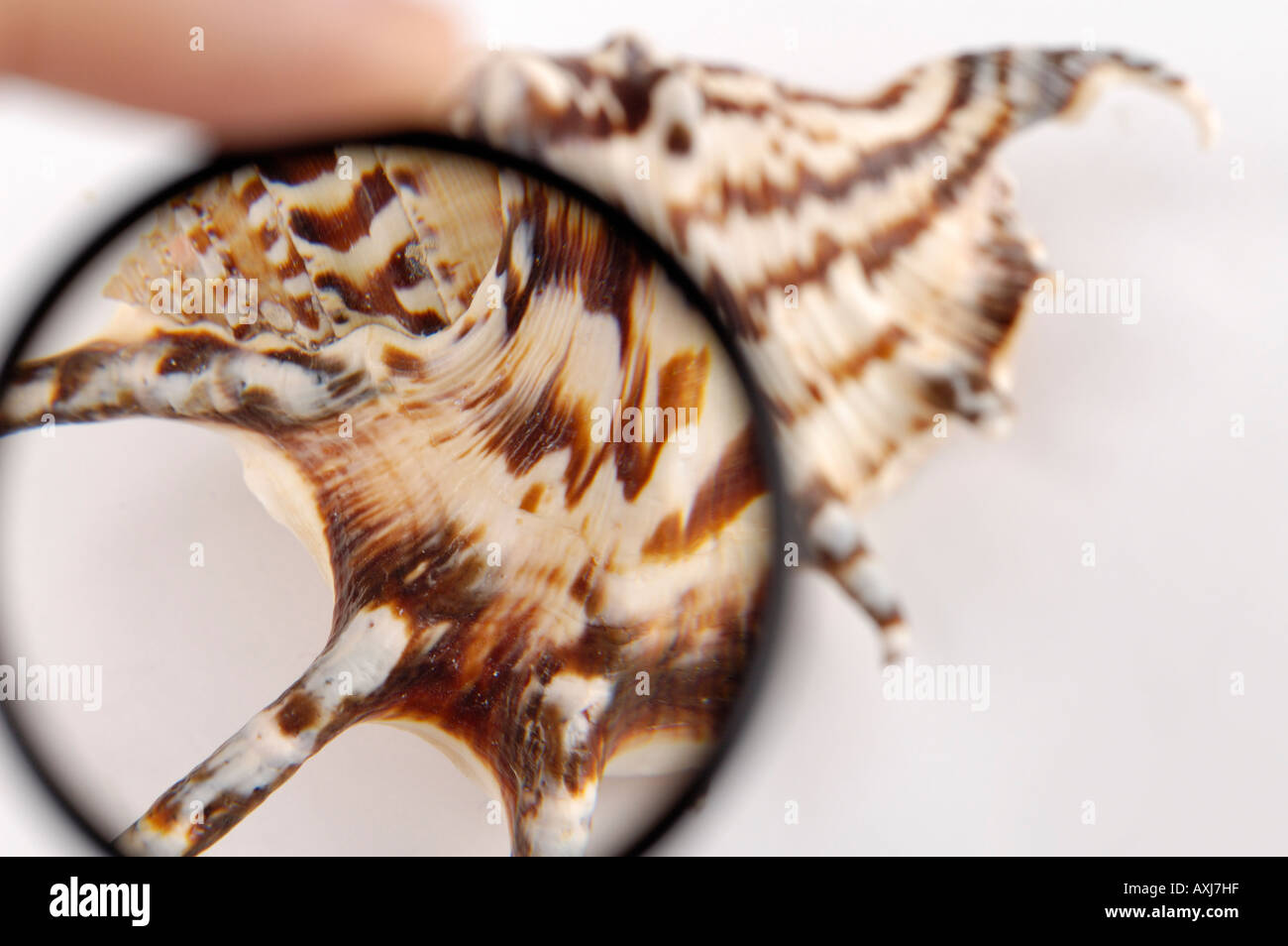 Magnifying glass shell hi-res stock photography and images - Alamy