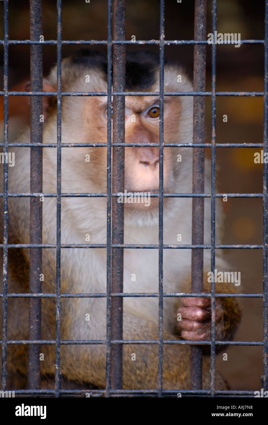 Monkey in a cage Stock Photo - Alamy