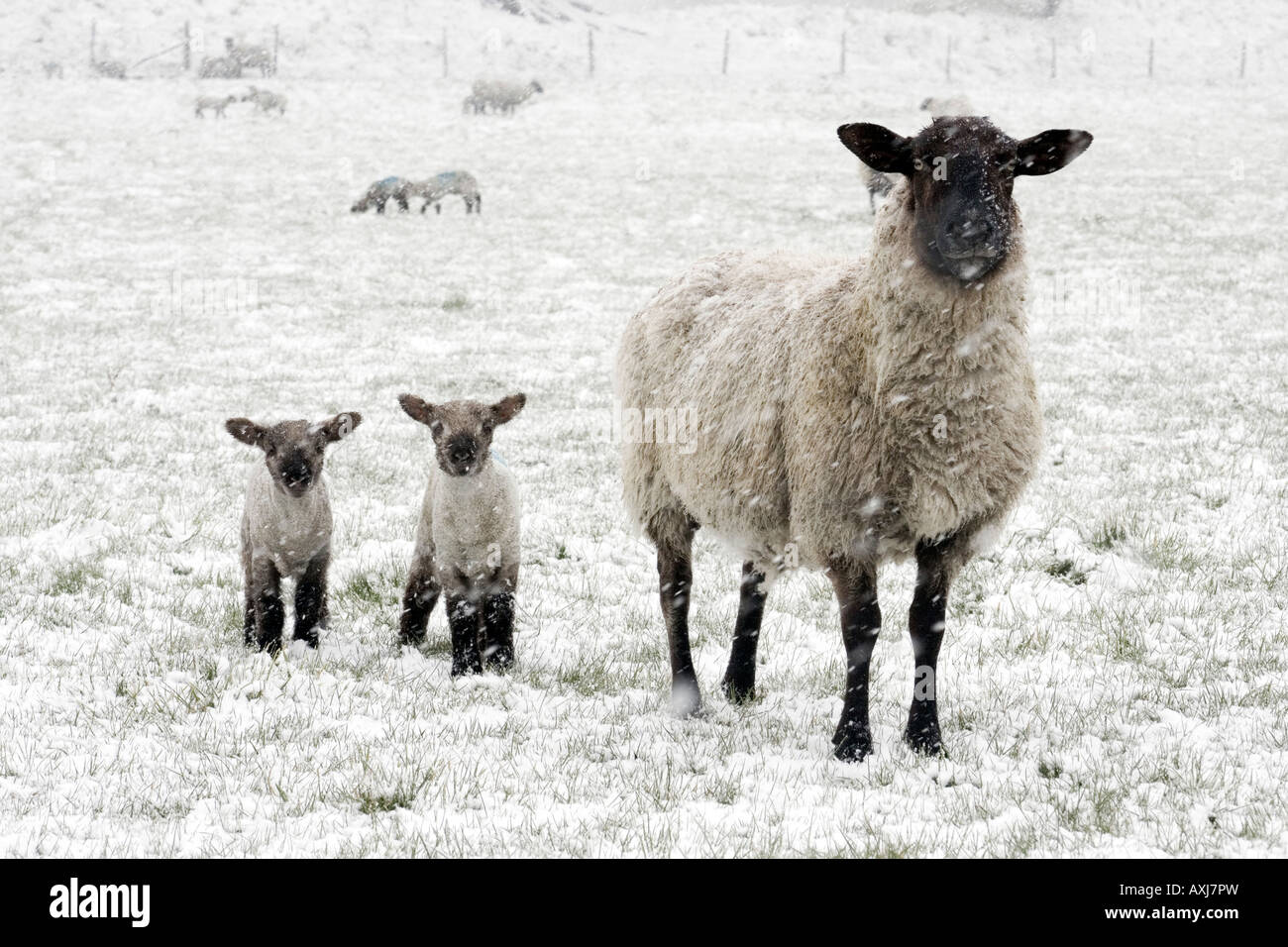 Mother sheep with twin lambs hi-res stock photography and images - Alamy