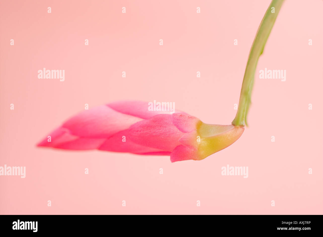 Pink flower bud of Christmas Cactus plant (Schumbergera Stock Photo - Alamy