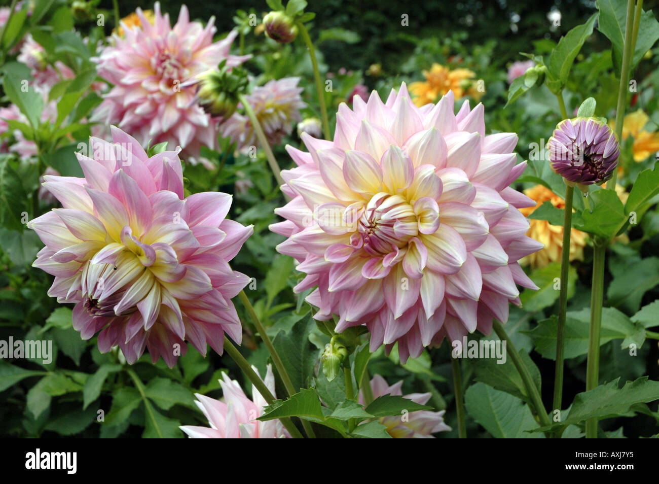Dahlias bush hi-res stock photography and images - Alamy