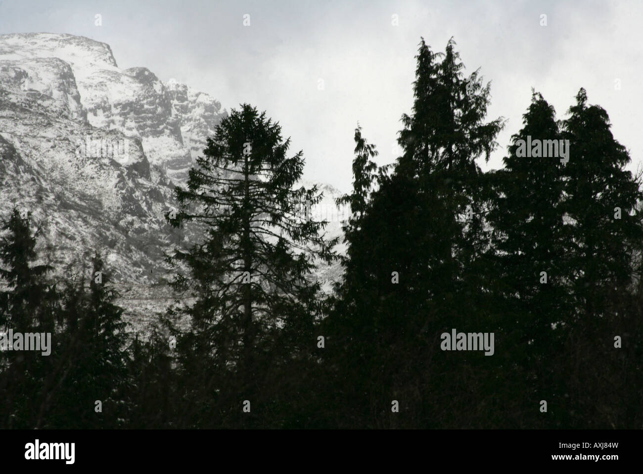 Pinewood forests hi-res stock photography and images - Alamy