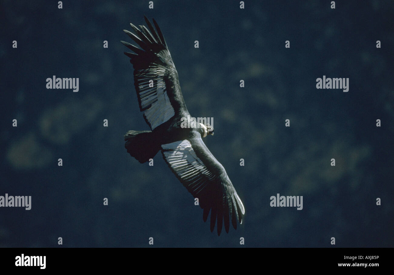 Andean Condor (Vultur gryphus) WILD In flight, Colca Canyon, Southern ...