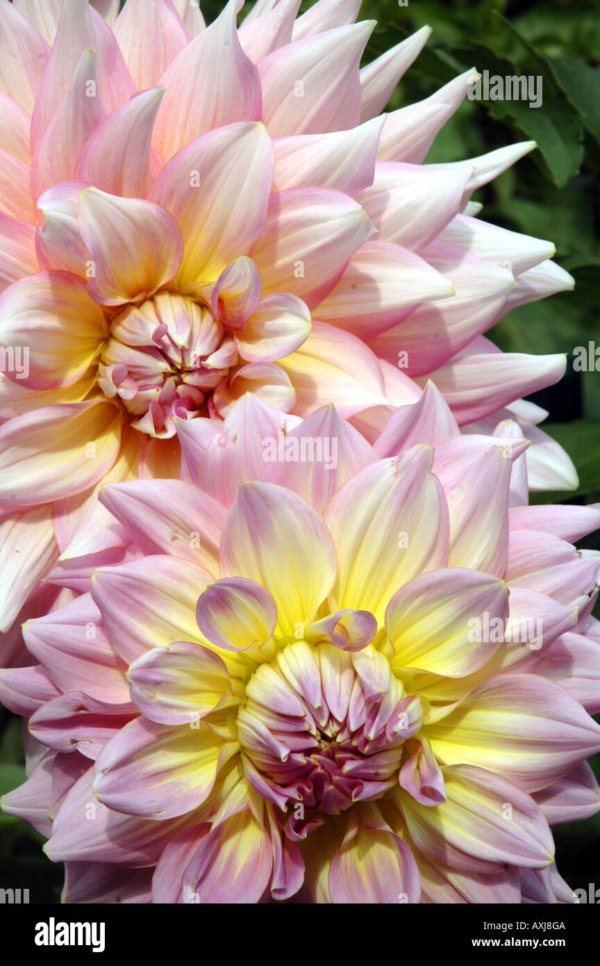 Pink dahlia flowers blooming hi-res stock photography and images - Alamy