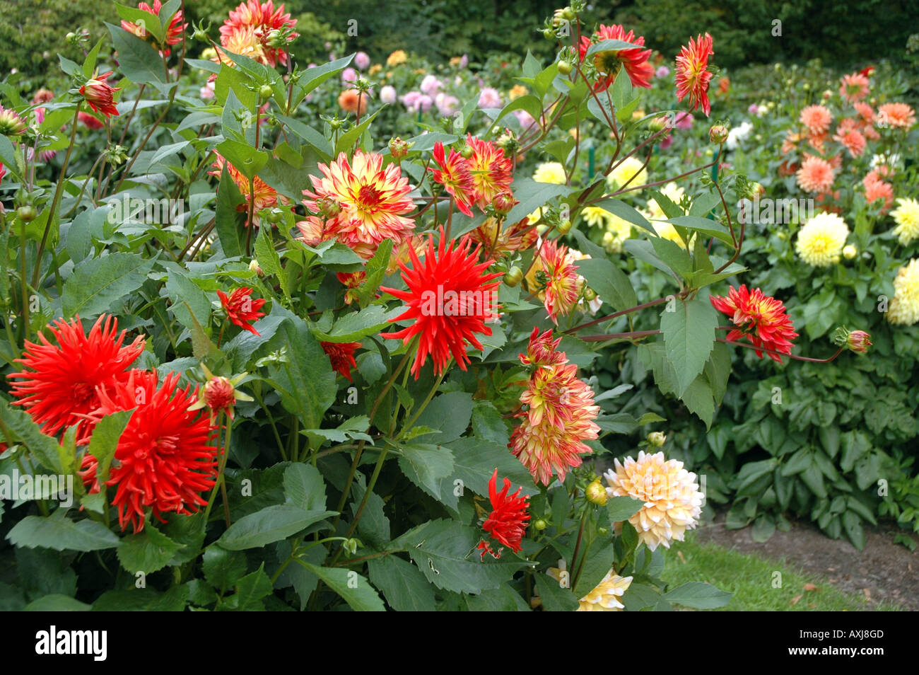 Dahlias bush hi-res stock photography and images - Alamy