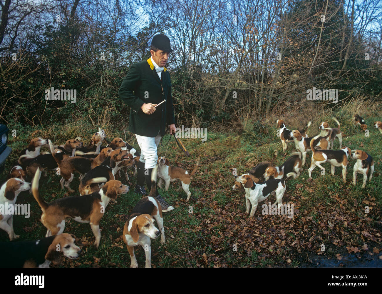 At What Age Is A Kerry Beagle Full Grown