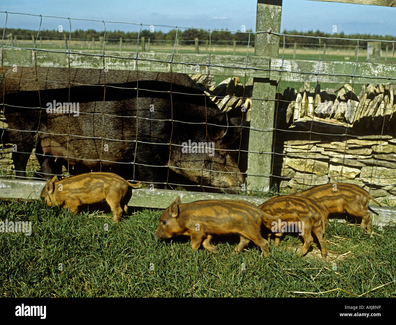Striped young piglets bred as a cross between a Wild Boar and a ...