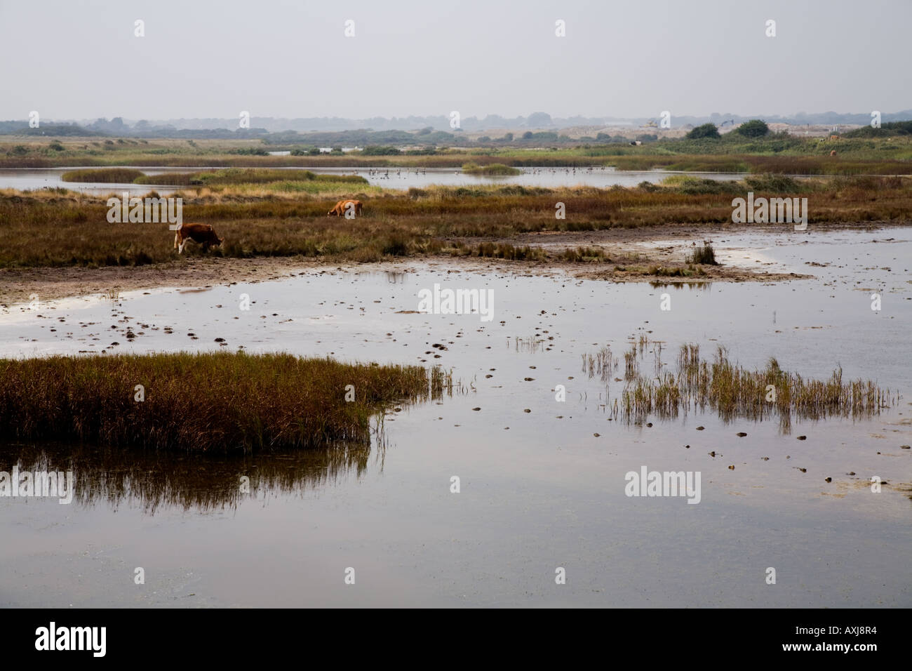 Pennington marshes hi-res stock photography and images - Alamy