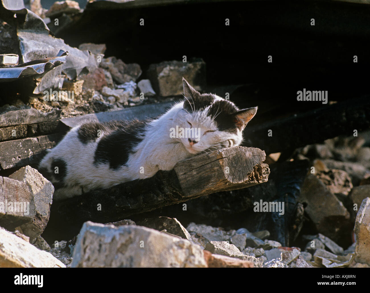 Feral cat catching a bit of sun relaxing on an old plank sticking out ...