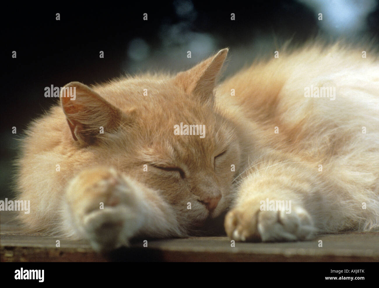 light ginger coloured domestic crossbreed cat in a relaxed position ...