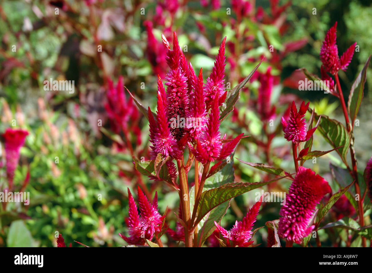 Celosia argentea cristata group hi-res stock photography and images - Alamy
