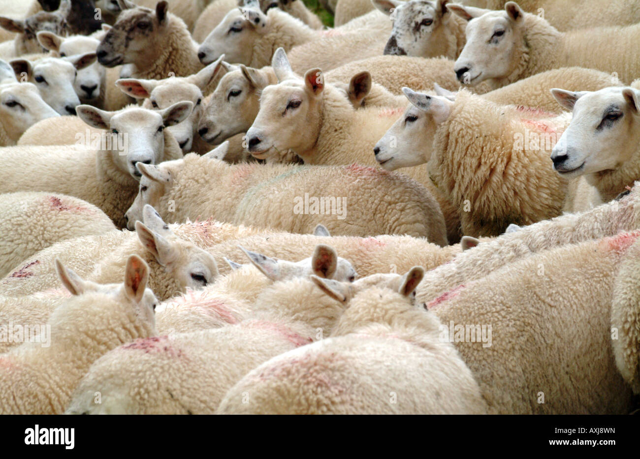 Crossbred sheep hi-res stock photography and images - Alamy