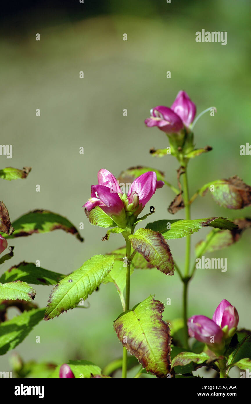 Turtle Head Flower Chelone oblique Stock Photo - Alamy