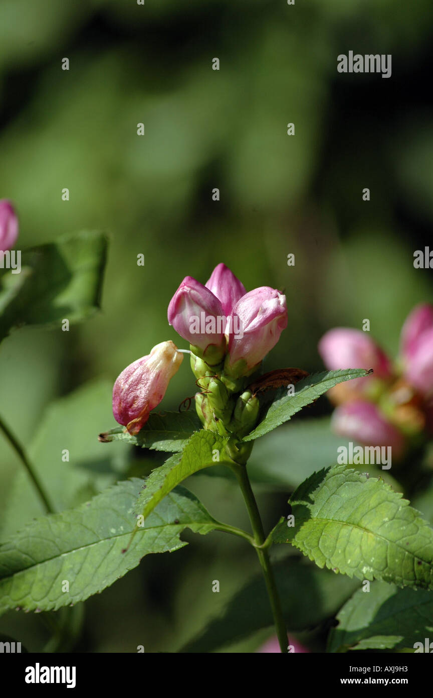 Turtle Head Flower Chelone oblique Stock Photo - Alamy