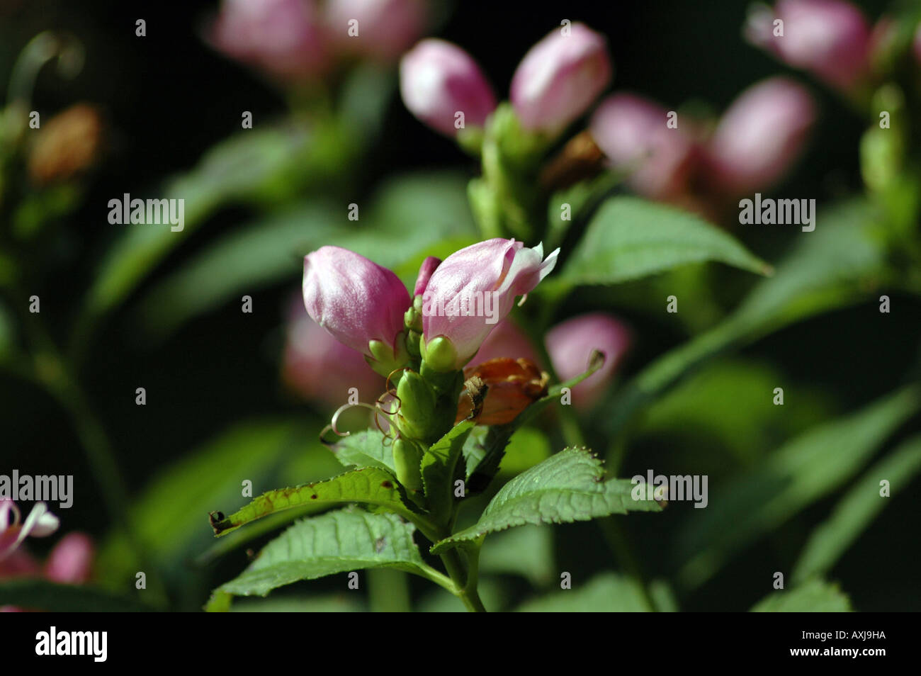 Turtle Head Flower Chelone oblique Stock Photo - Alamy