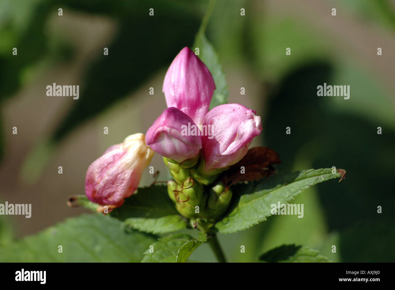 Turtle Head Flower Chelone oblique Stock Photo - Alamy