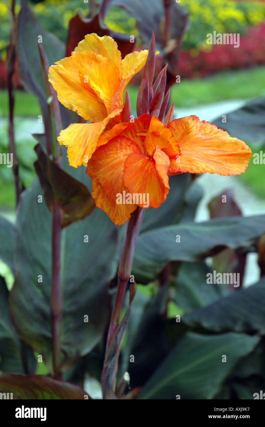 Canna hybrida hi-res stock photography and images - Alamy