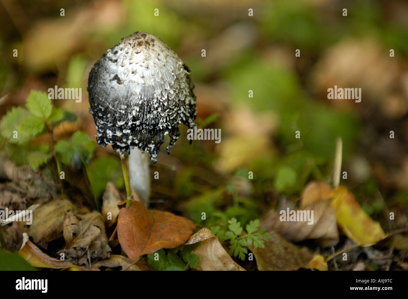 Fallen stool hi-res stock photography and images - Alamy