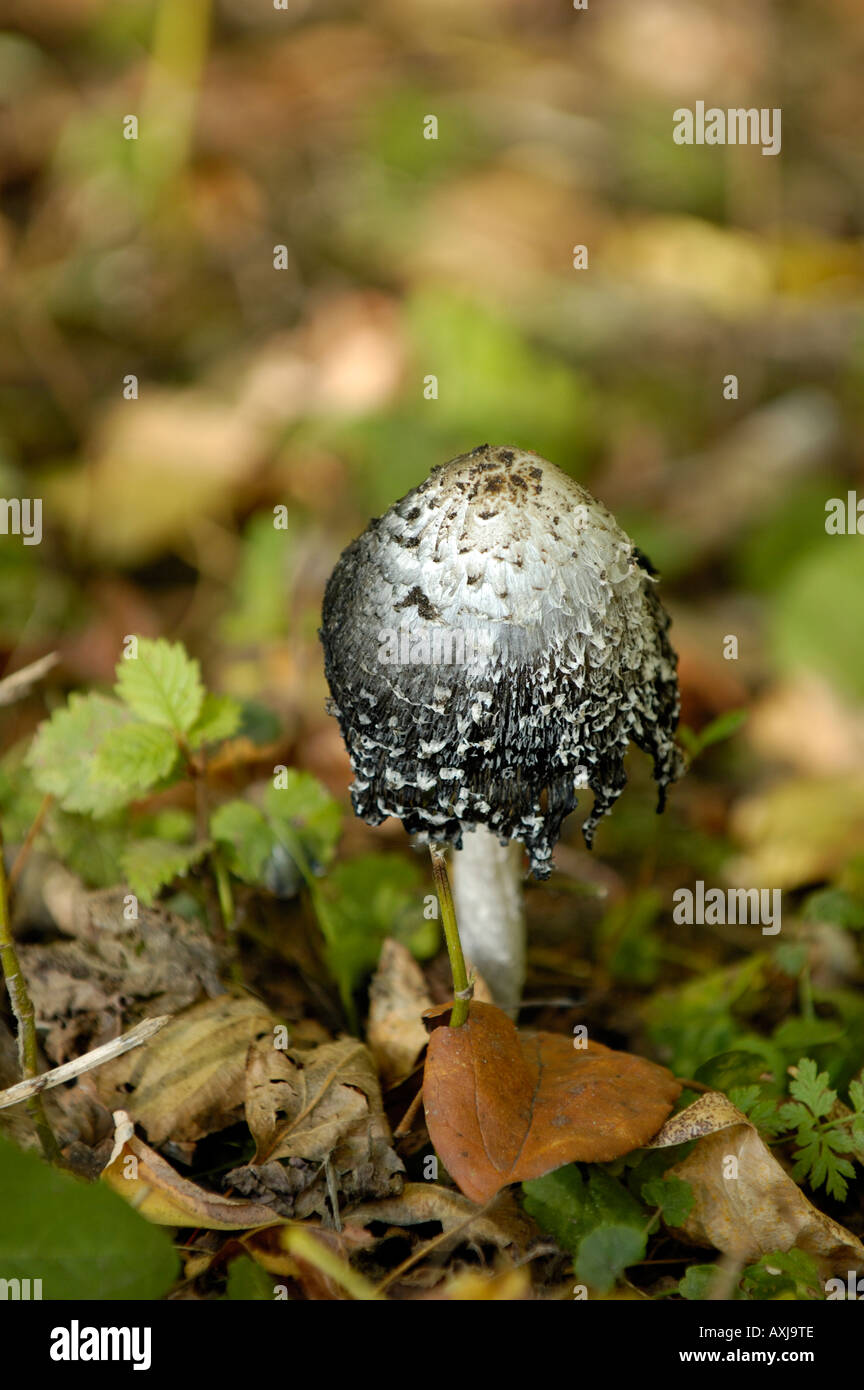 Mushroom toadstool fungus fungi hi-res stock photography and images - Alamy