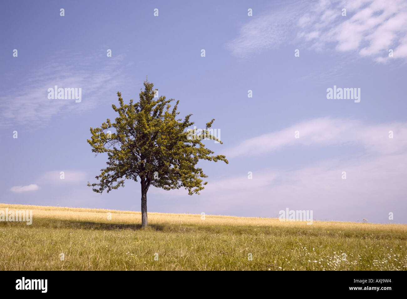 Lonely tree in a field Stock Photo - Alamy