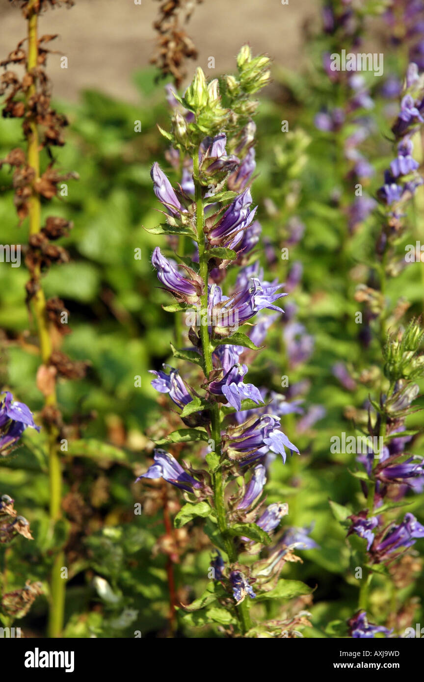 Great Blue Lobelia Lobelia syphilitica Stock Photo - Alamy